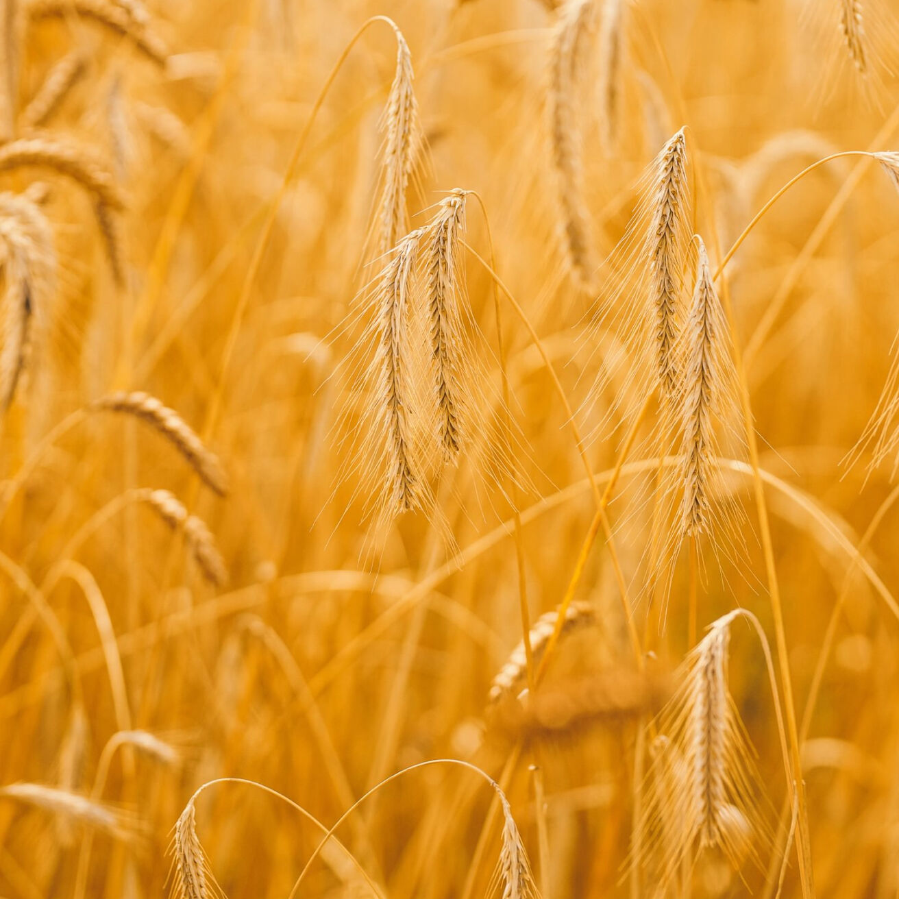 Fielden Whisky Fielden Harvest 2019 Rye Whisky Spirits | Heathrow ...